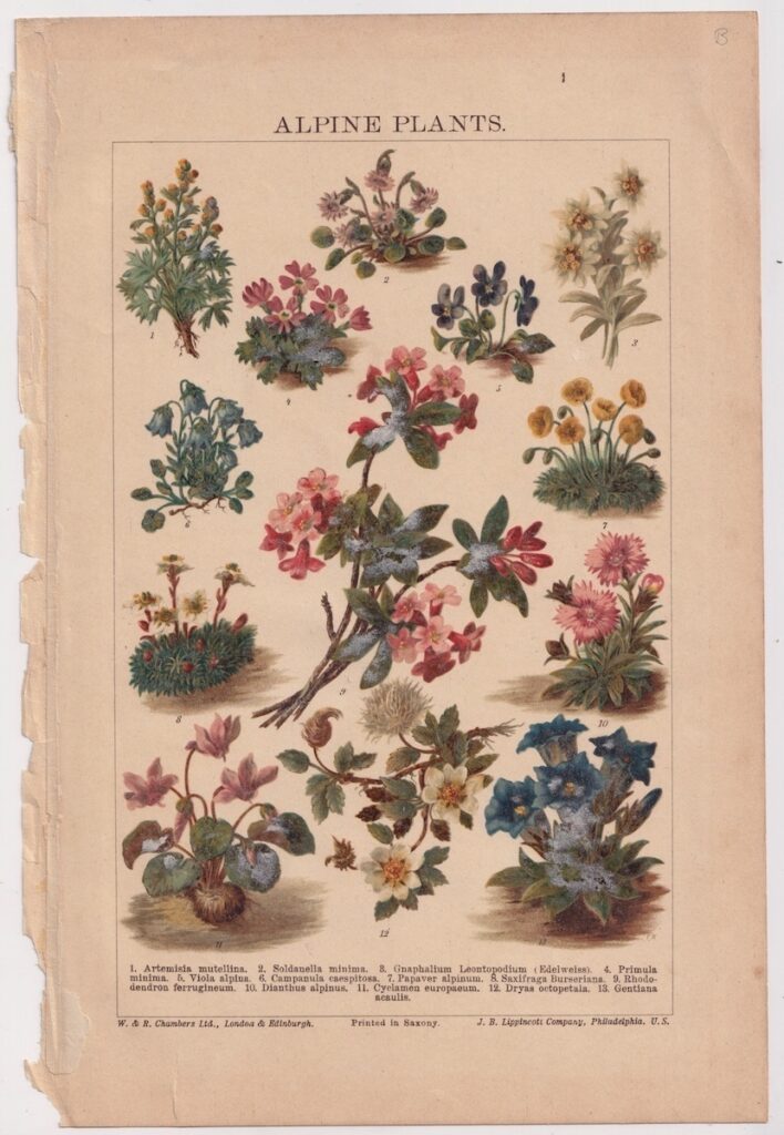 Vintage Print, Alpine plants, 1909 • Antiche Curiosità